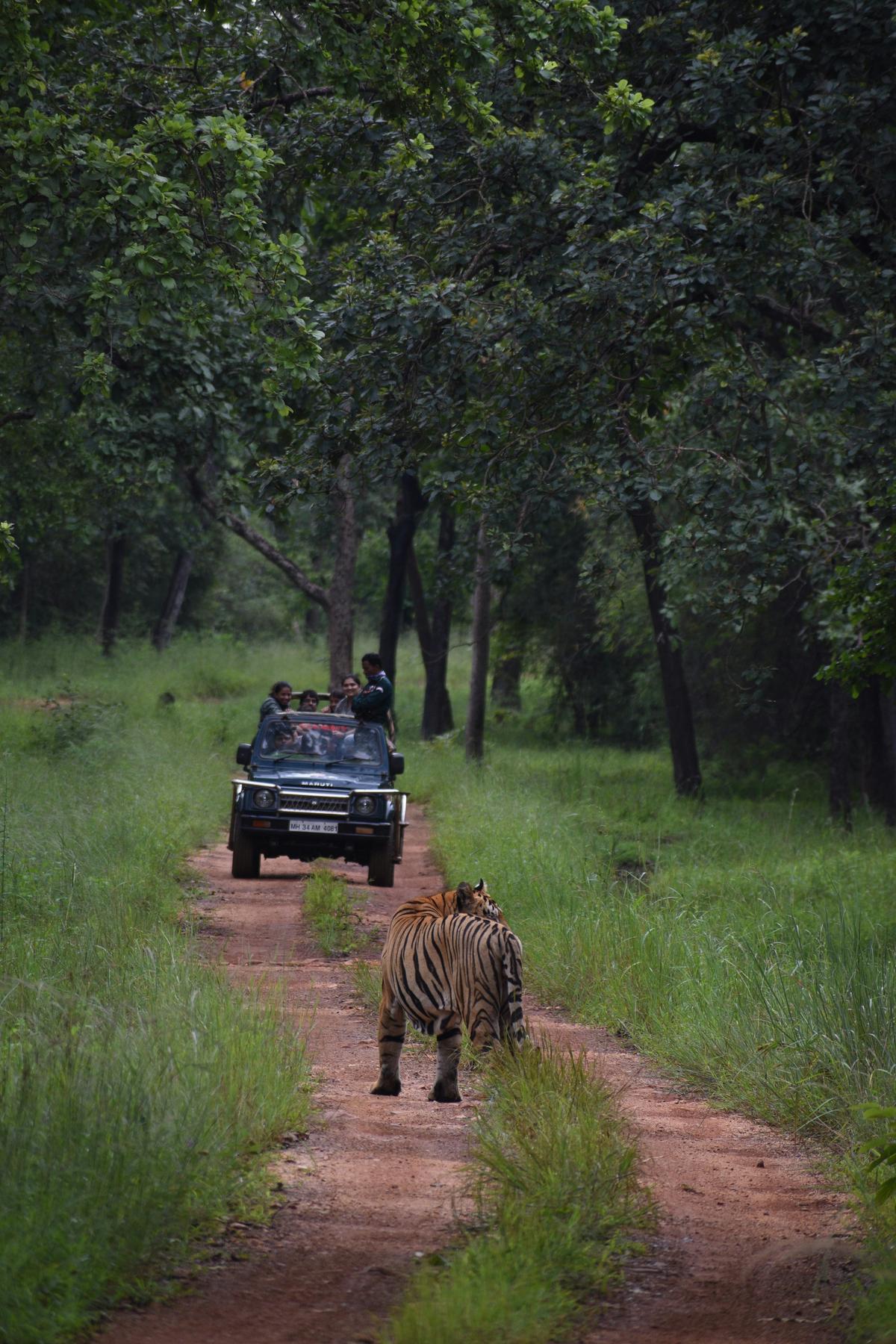 Luxury wildlife safaris to explore in India this summer - The Hindu